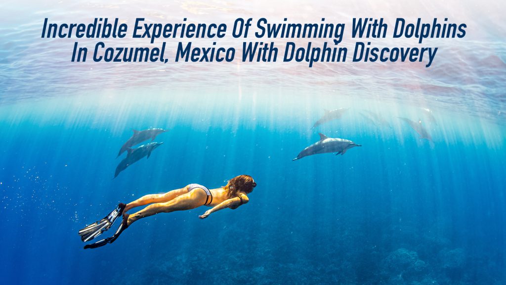 Incredible Experience Of Swimming With Dolphins In Cozumel, Mexico With ...
