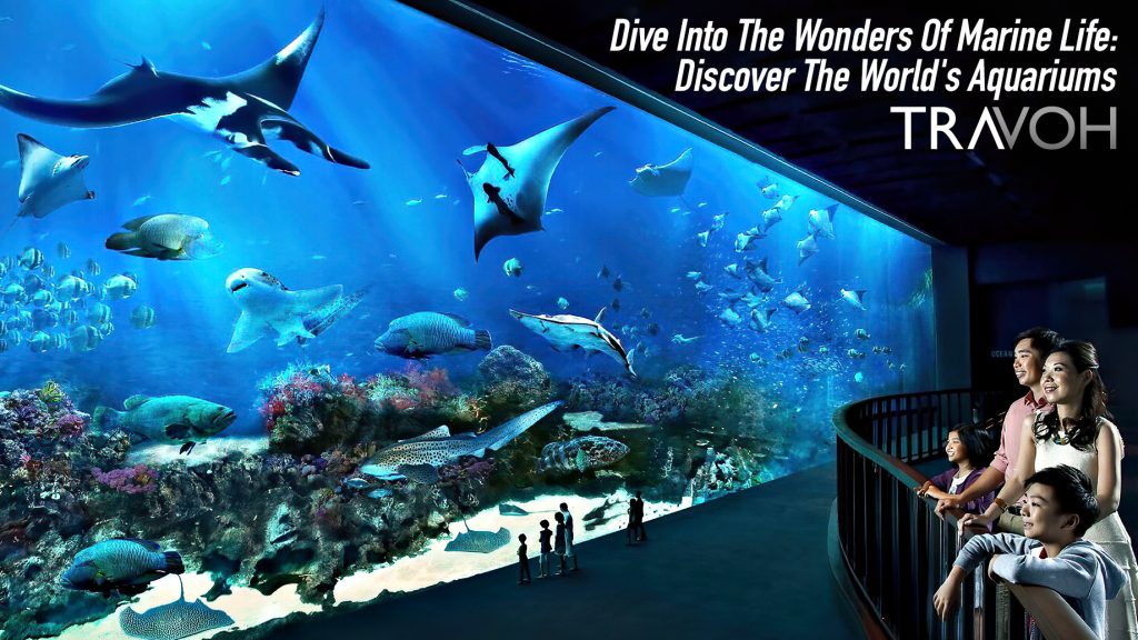 Dive Into The Wonders Of Marine Life: Discover The World’s Aquariums ...