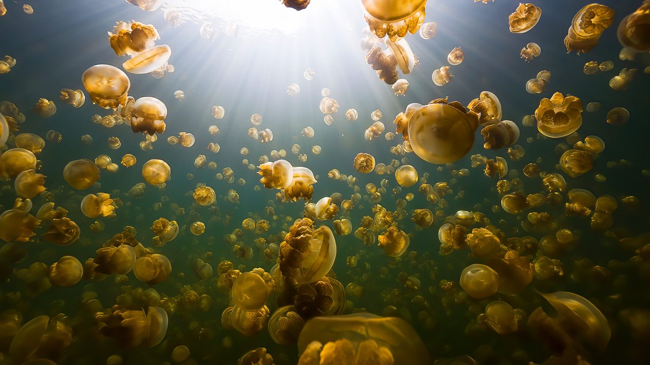 Why You Should Visit Jellyfish Lake In Palau – TRAVOH