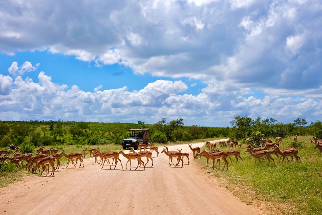 Impala Crossing on a Safari in Kruger National Park, South Africa – TRAVOH